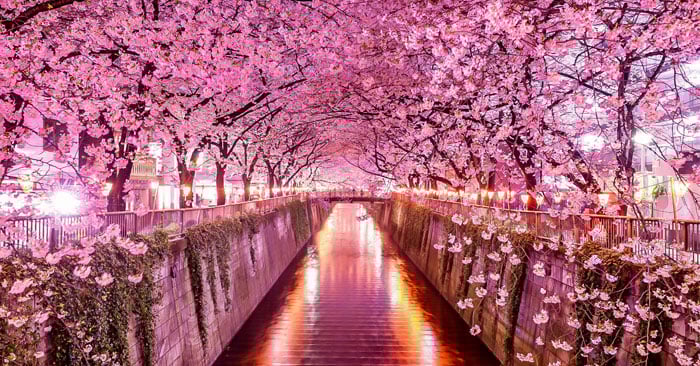 Fotos de los arboles mas hermosos y bellos del mundo