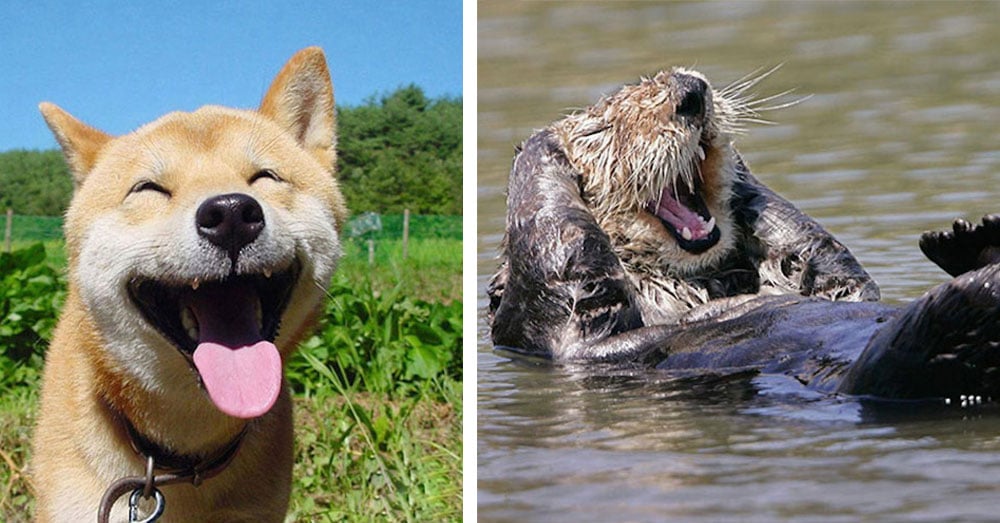 29 Fotos de animales mas felices que te contagiaran una sonrisa
