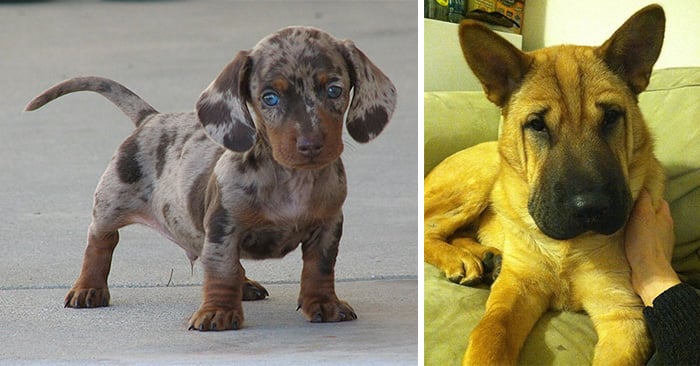 Cruzas de razas de perros que simplemente te enamoraran