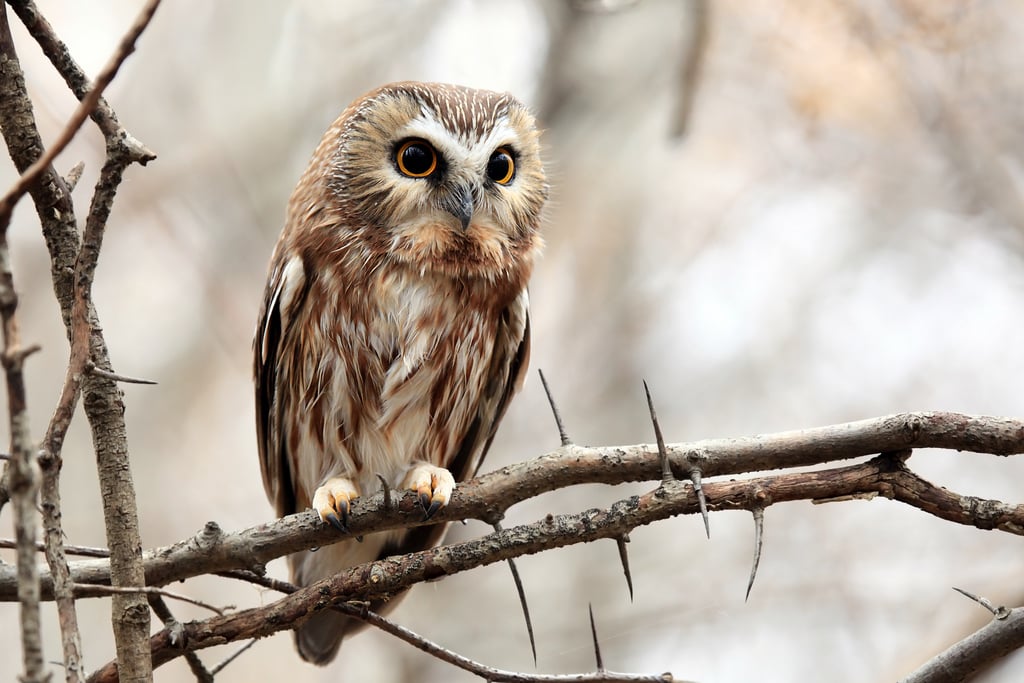 30 mejores fotos de buhos y lechuzas