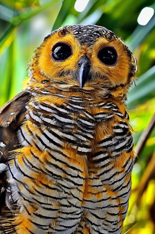 30 mejores fotos de buhos y lechuzas