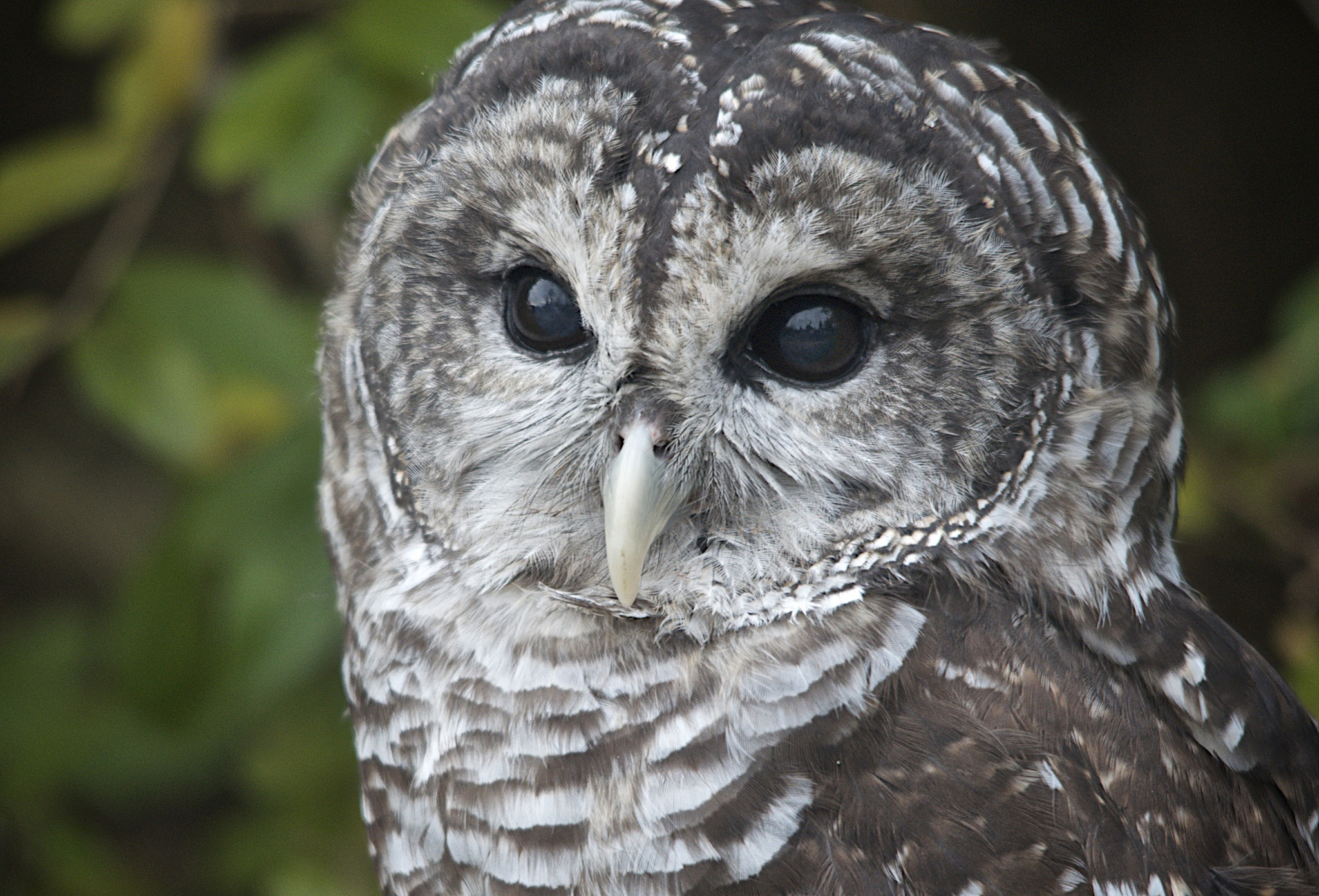 30 mejores fotos de buhos y lechuzas