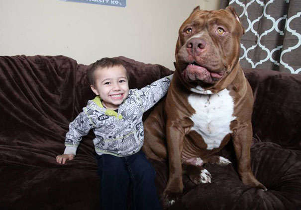 Hulk, el pitbull mas grande del mundo, pesa 79 kg