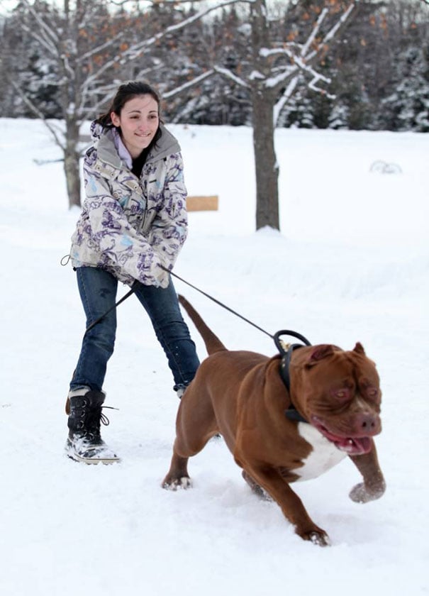 Hulk, el pitbull mas grande del mundo, pesa 79 kg