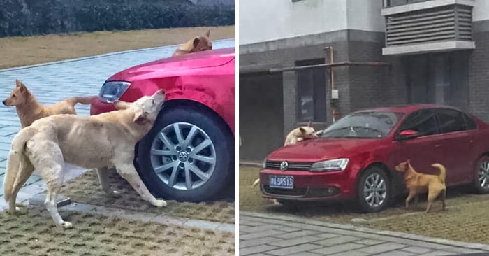 Perro vuelve con su manada para destruir el auto del conductor que lo ...