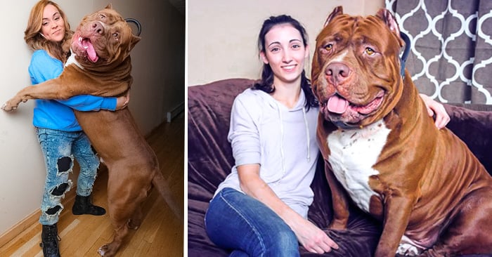 Hulk, el pitbull mas grande del mundo, pesa 79 kg