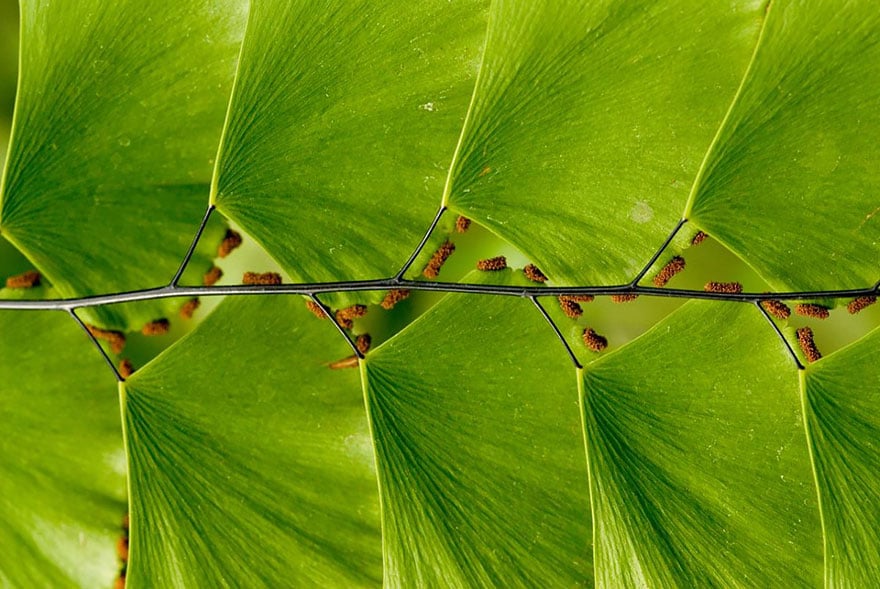 20 imágenes de plantas simétricas que aman la geometria