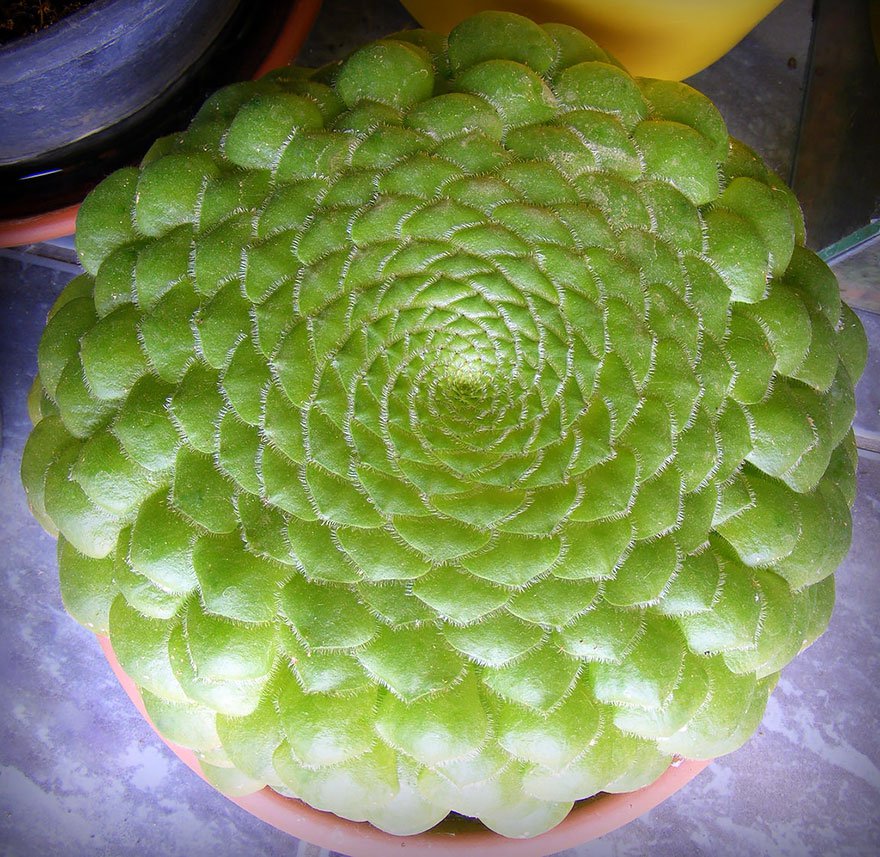 20 imágenes de plantas simétricas que aman la geometria