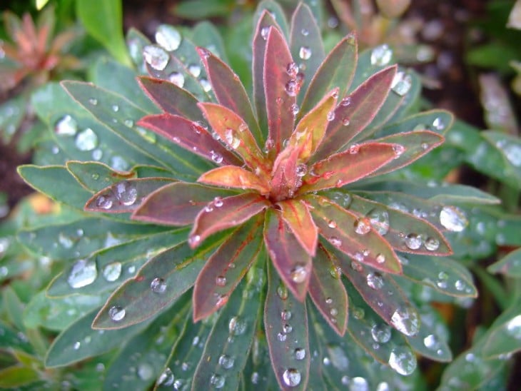 20 imágenes de plantas simétricas que aman la geometria