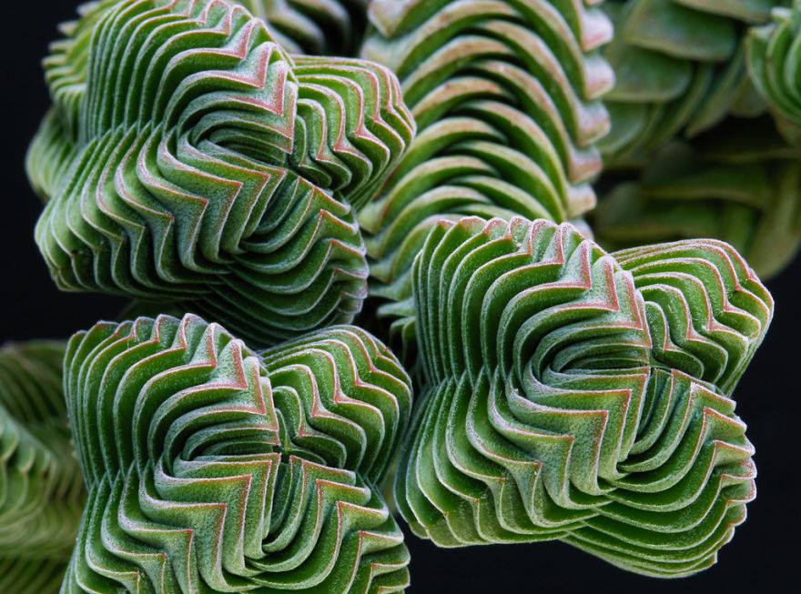 20 imágenes de plantas simétricas que aman la geometria