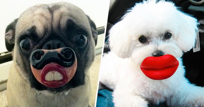 25 juguetes que harán que tu perro luzcan ridiculos jaja