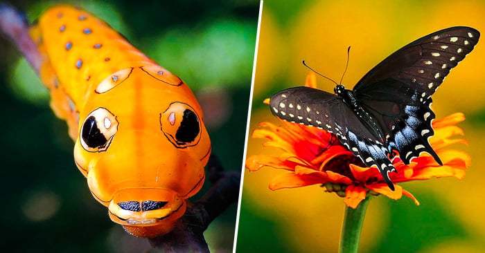 19 fotos antes y después de la transformación de orugas