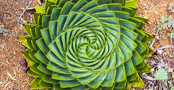 20 imágenes de plantas simétricas que aman la geometria
