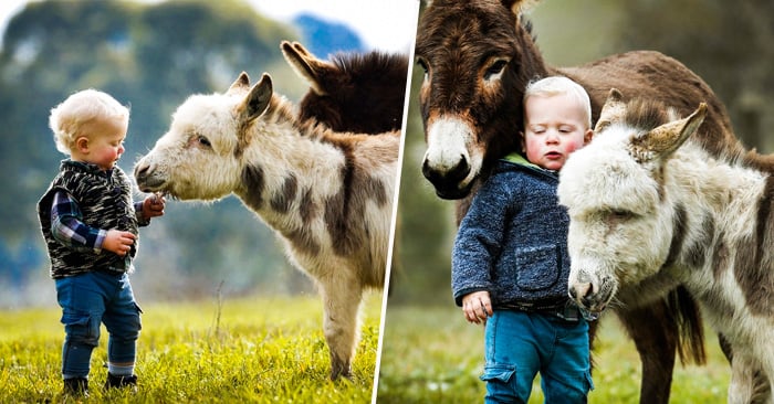 15 razones para tener un burro miniatura como mascota