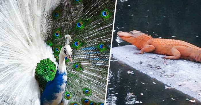 20 mutaciones de color de piel de diferentes animales