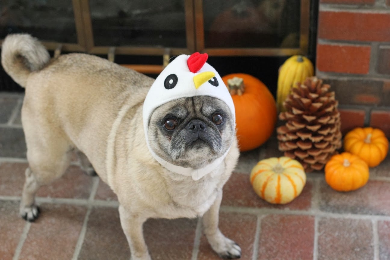 40 Momentos más graciosos en la vida de un Pug