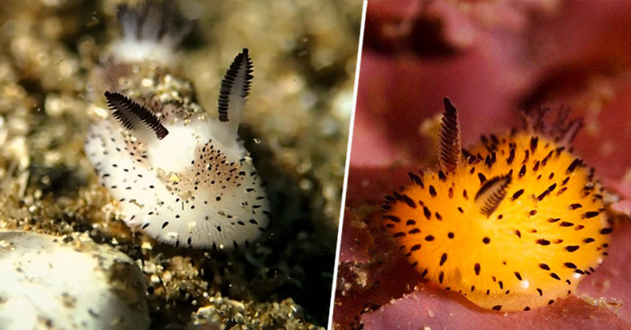 Conejitos marinos enloquecen a los japoneses