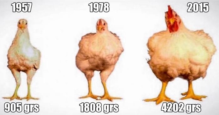 Alimentos que han sido modificados genéticamente