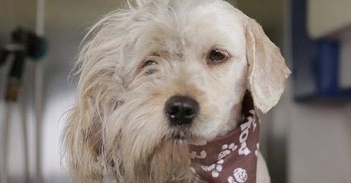 Conoce a Charlie, un perro vagabundo que fue rescatado