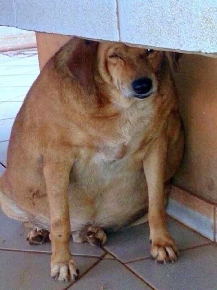 Conoce a Bolinha la historia del perro obeso de Brasil