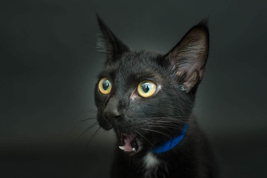 Fotografió gatos negros de un albergue para que los adopten