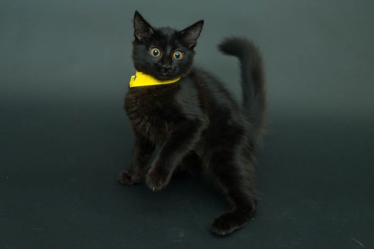 Fotografió gatos negros de un albergue para que los adopten