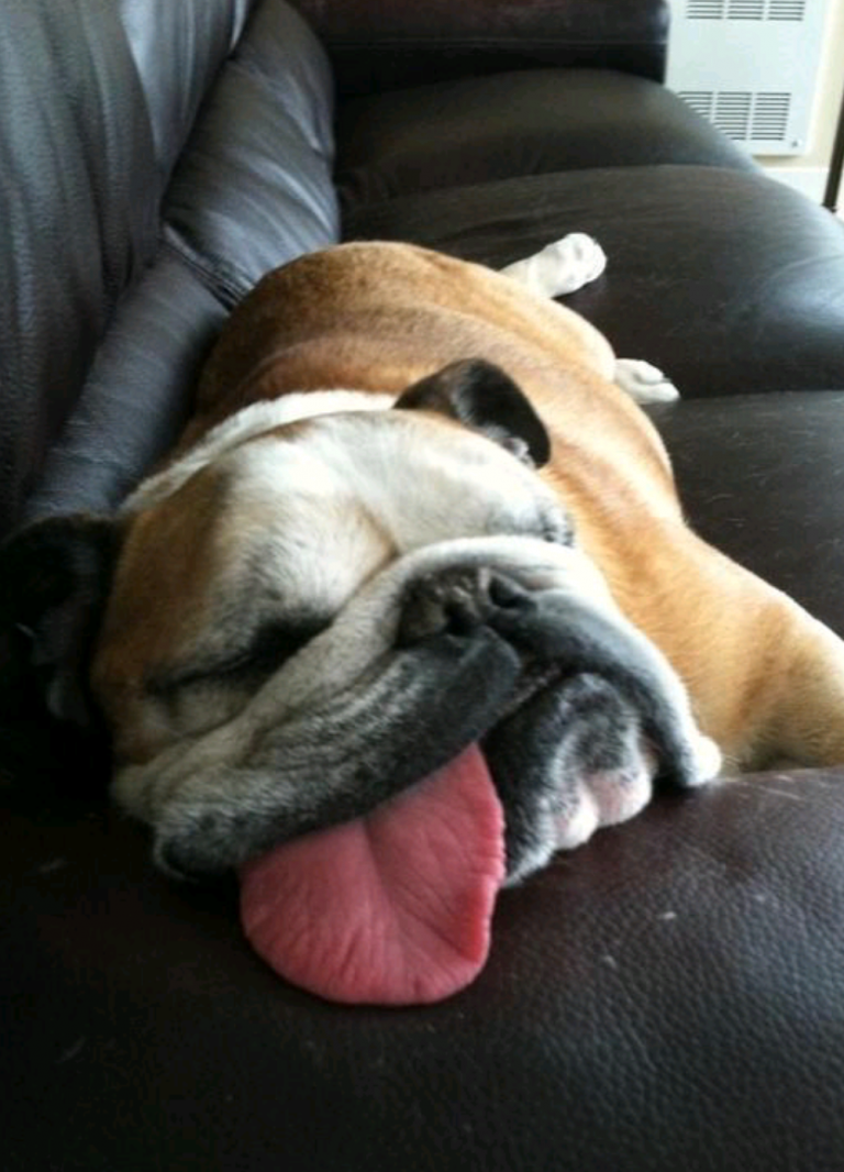 25 Perritos tan cansados que se quedaron dormidos.Ternurita