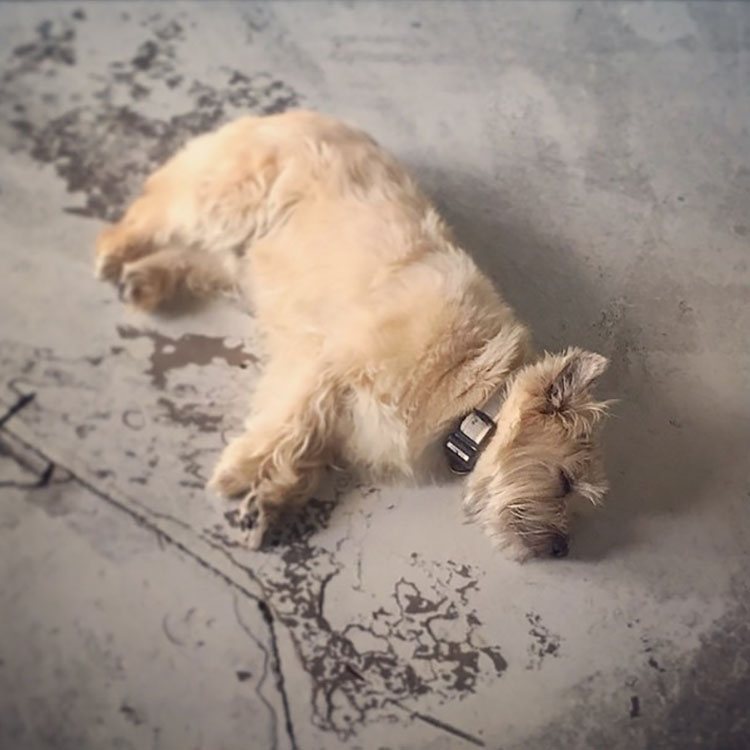 25 Perritos tan cansados que se quedaron dormidos.Ternurita