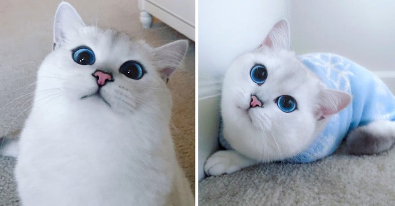 19 Gatos más bellos de todo el mundo