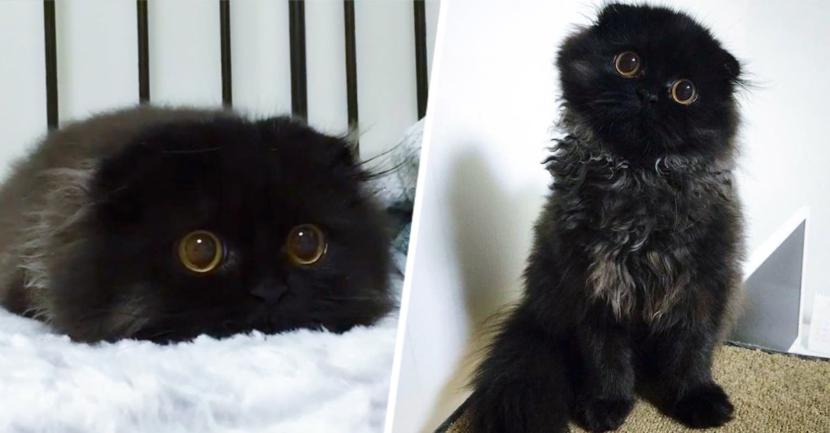 Este es Gimo, el gato con los ojos más grandes del mundo