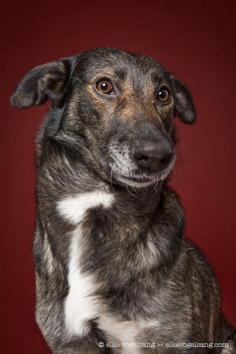 10 Fotografías de perros con expresiones de confusión