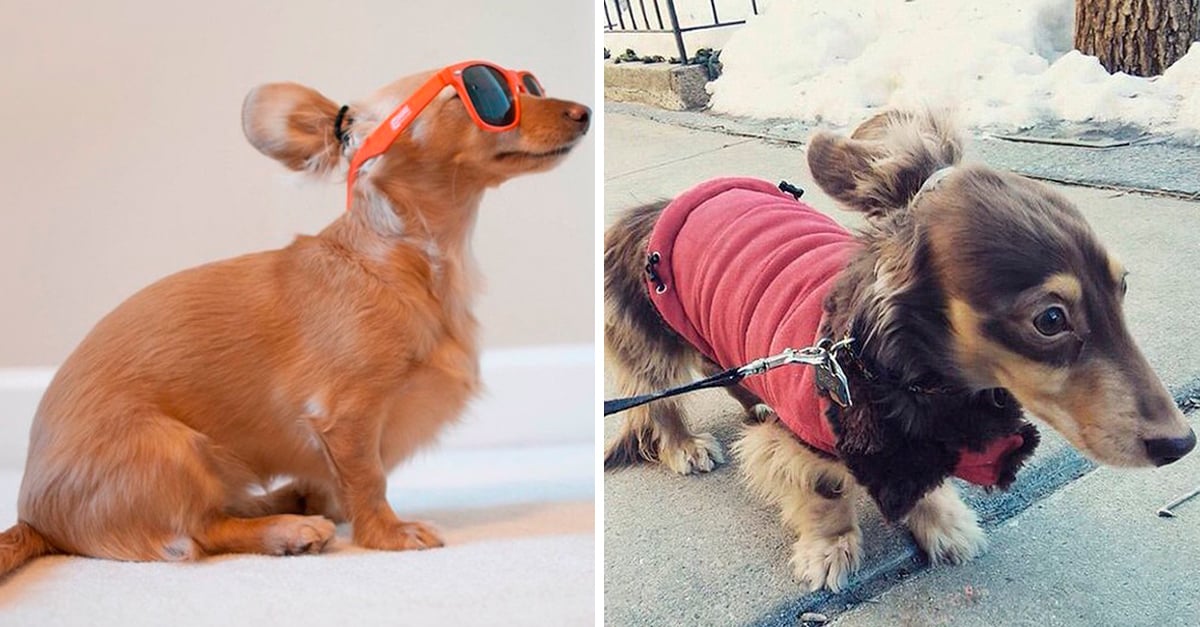 Dogbuns, la nueva tendencia de peinado para perros