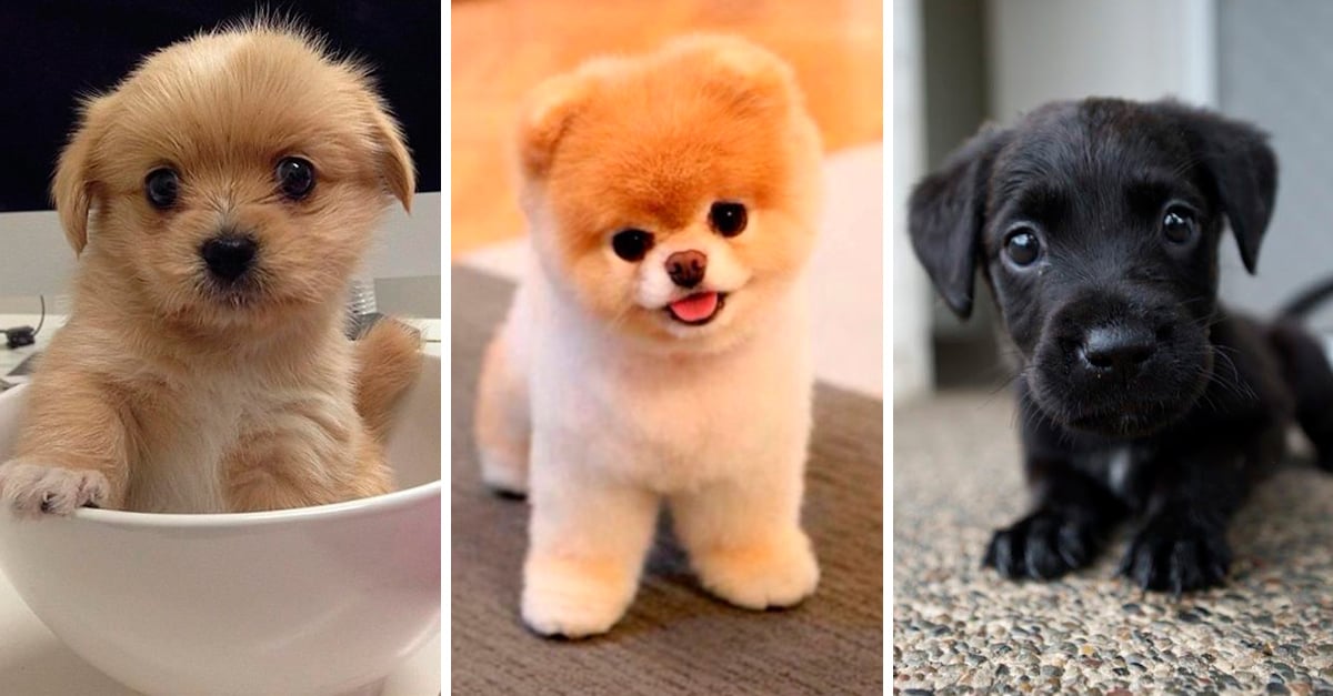26 perros pequeños en tamaño, ¡pero GRANDES en ternura!