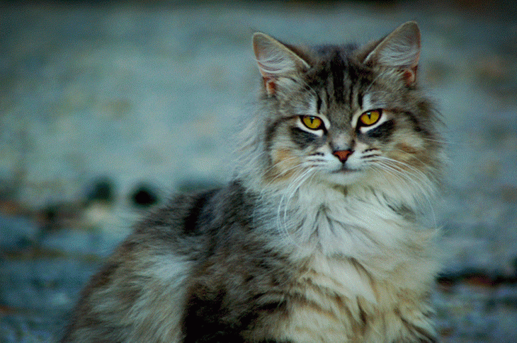 Increíbles datos que probablemente no sabías de Harry Potter