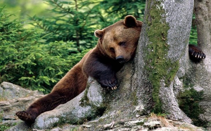 30 fotografías de osos haciendo cosas de humanos