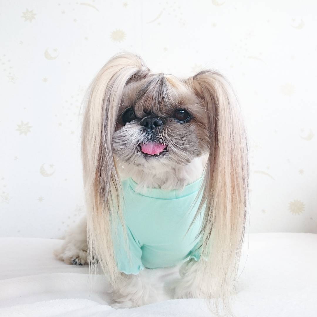 Kuma, la perrita más famosa en Instagram por sus peinados