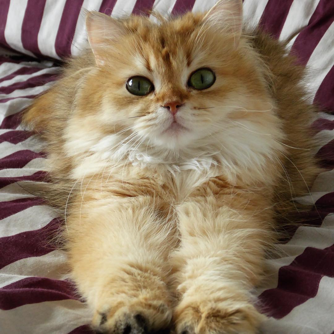 Conoce a Smothie, el gato que hará que ames a los mininos