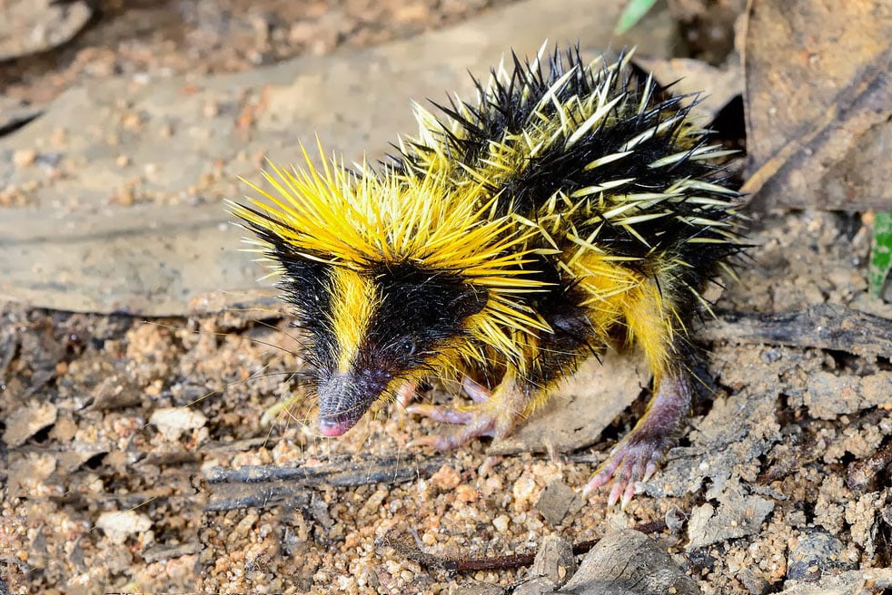 15 Extraños animales que no sabías que existían