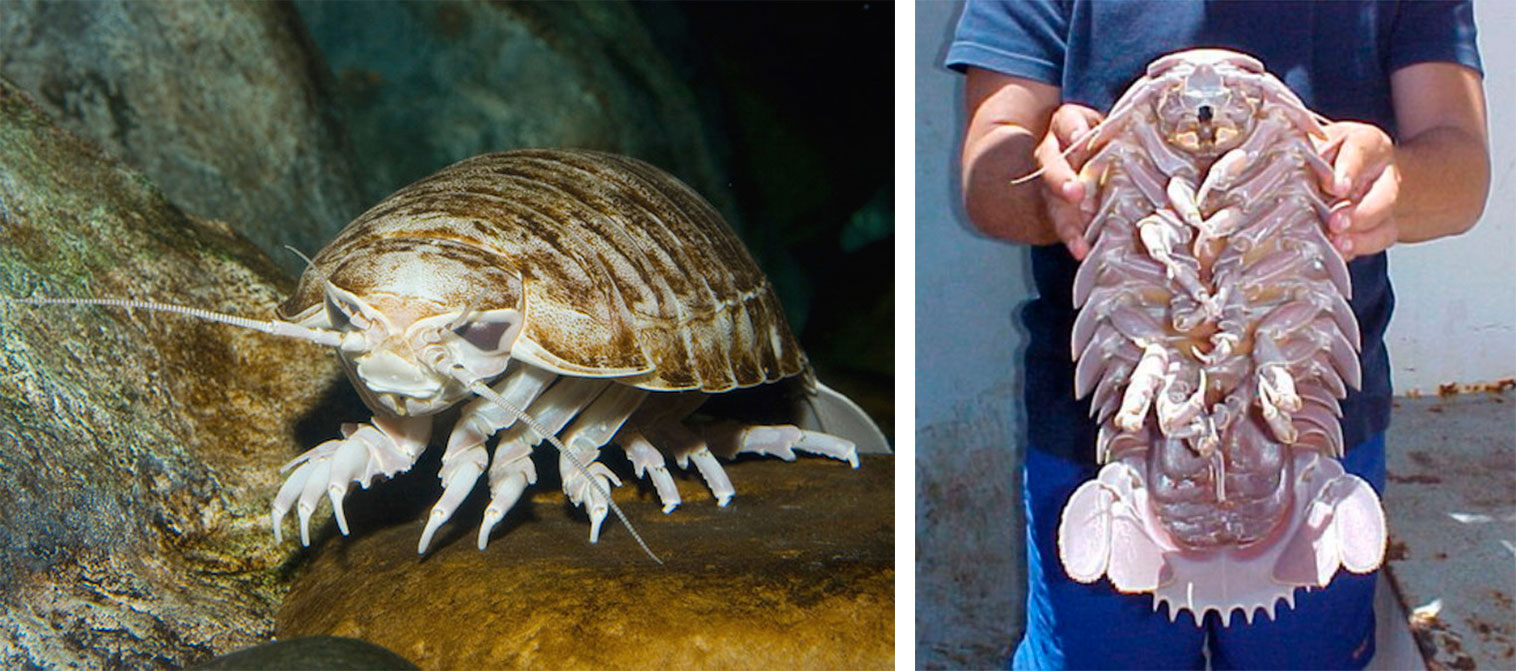 15 Extraños animales que no sabías que existían