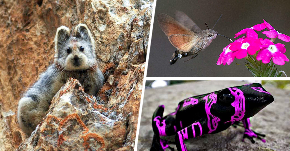 15 Extraños animales que no sabías que existían