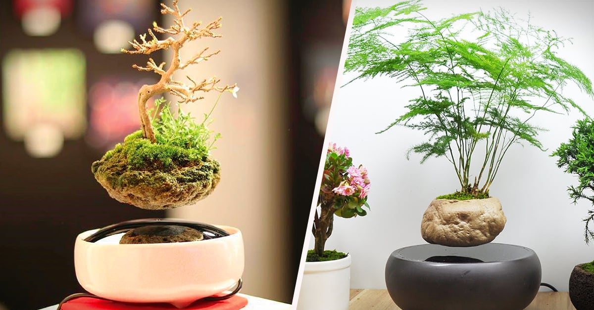 Cover-Air-Bonsai-Levitating-Magnetic-Bonsai-Trees-by-Hoshinchu.jpg ...