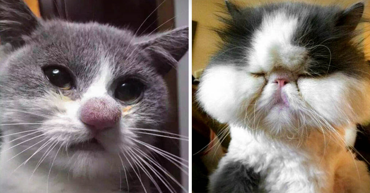 11 gatos que jugaron con abejas y recibieron su merecido