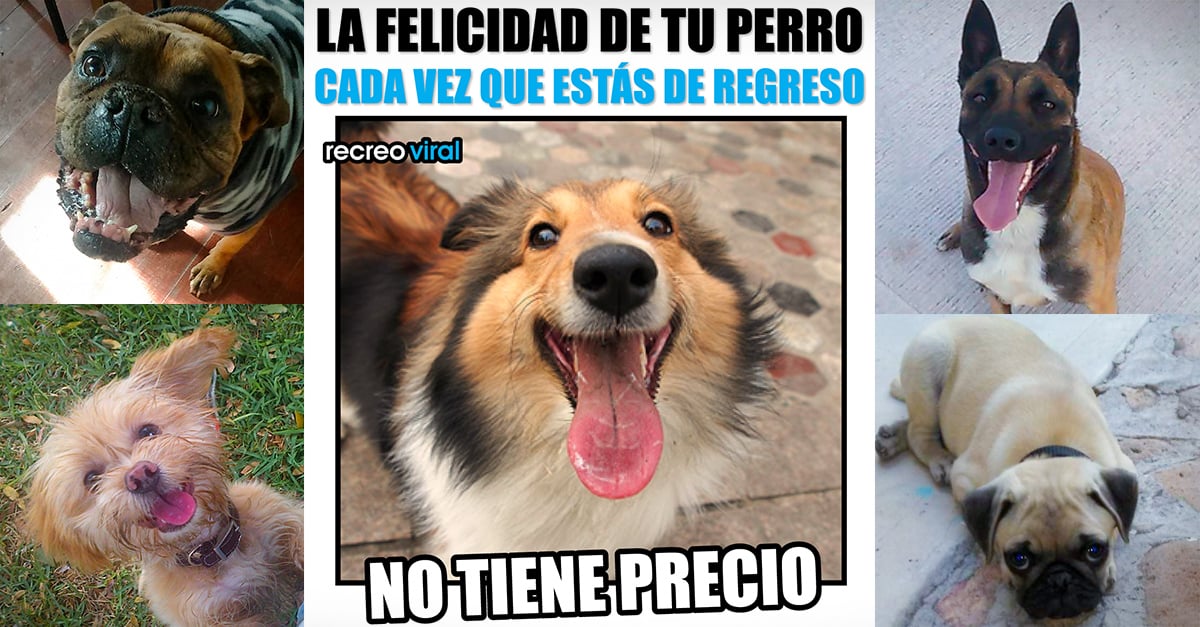 Fotos de perros felices cuando sus dueños vuelven a casas