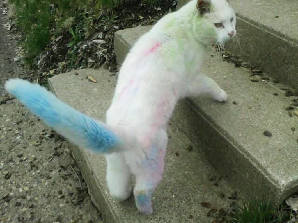 Estos 22 gatos se arrepintieron de sus malas decisiones