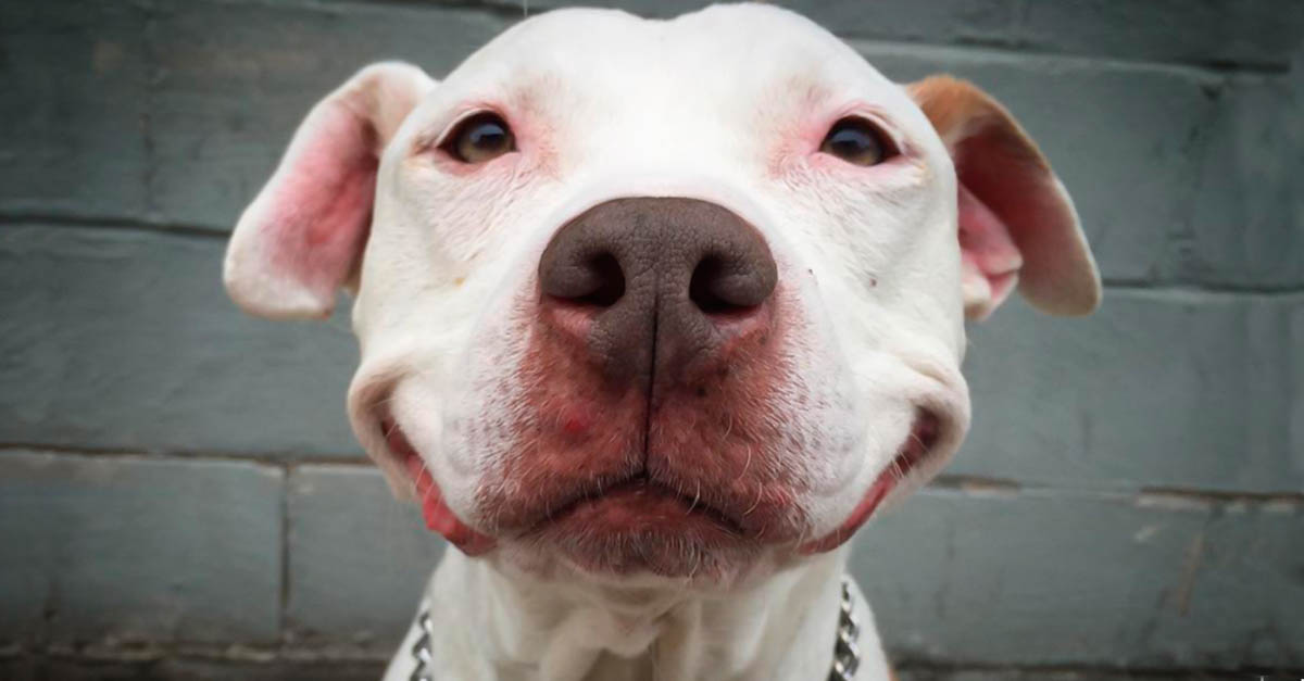 Este perrito vivía en las calles; ahora es muy feliz