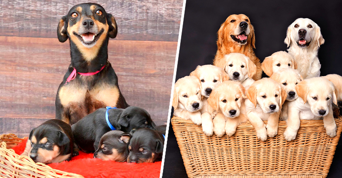 17 Mamás orgullosas de sus cachorritos tan mini me’s