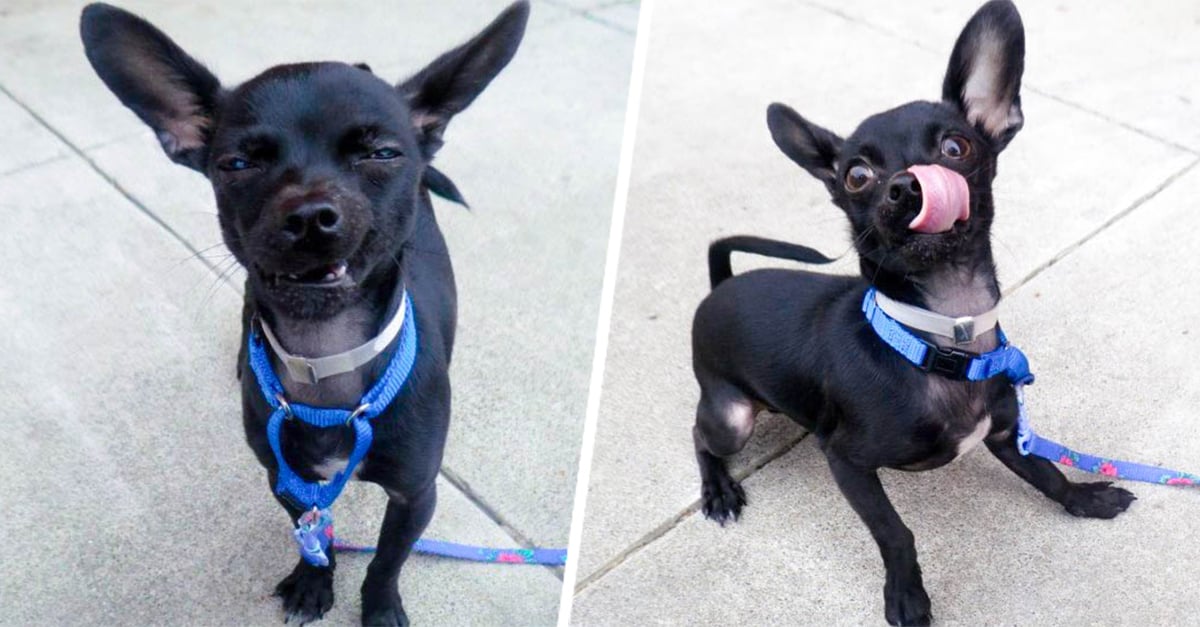 Fotos de perro loco se vuelven virales y logra ser adoptado