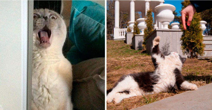 10 Gatos dramáticos que merecen un Oscar a la mejor actuación