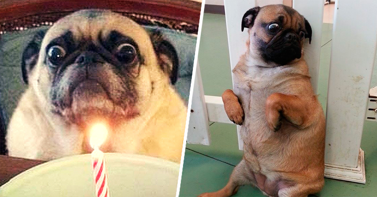 Imágenes que demuestran que LOS PUGS son PERROS MÁS MIEDOSOS