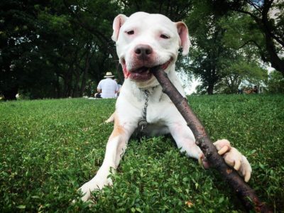 Este perrito vivía en las calles; ahora es muy feliz